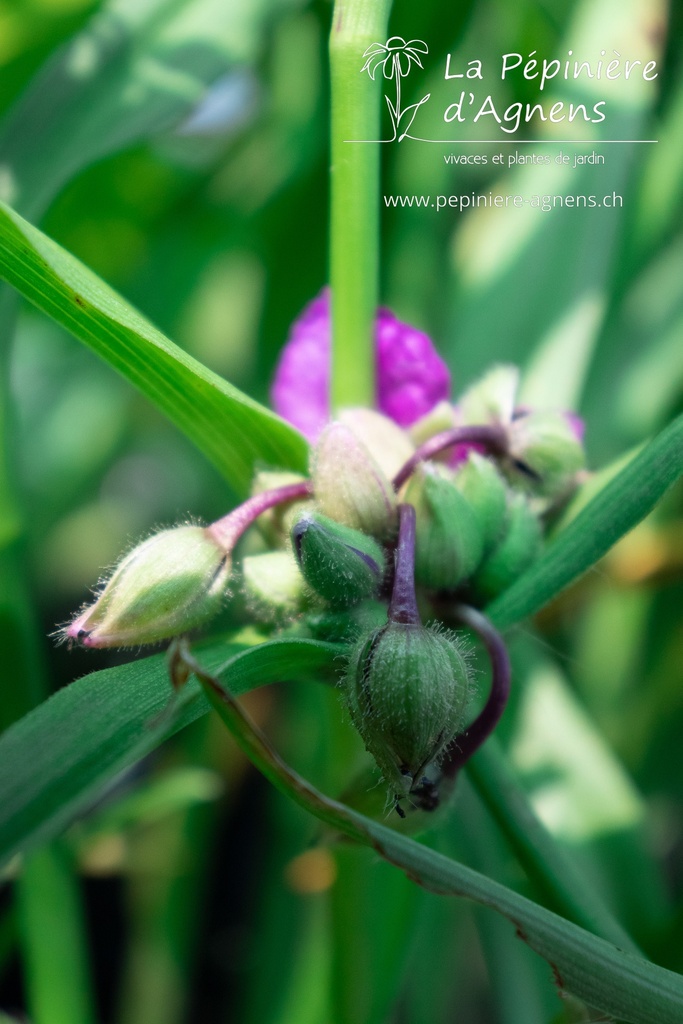 Tradescantia andersoniana (x) 'Rubra' - Ephémère de Virginie