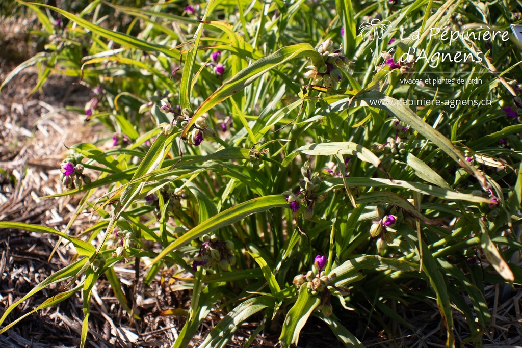Tradescantia andersoniana (x) 'Rubra' - Ephémère de Virginie